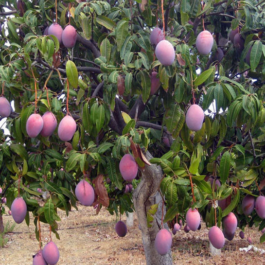 Cung Cấp Các Loại Cây Xoài Giá Rẻ Tại TPHCM | Sài Gòn Cây Xanh