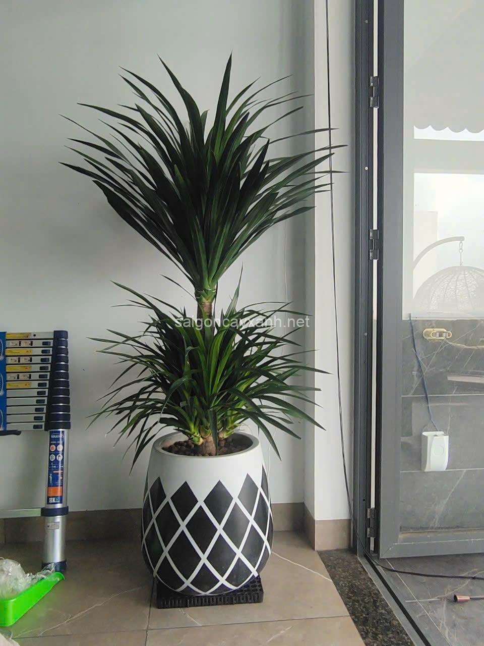 CÂY PHÁT TÀI NÚI 2 TẦNG | Sài Gòn Cây Xanh